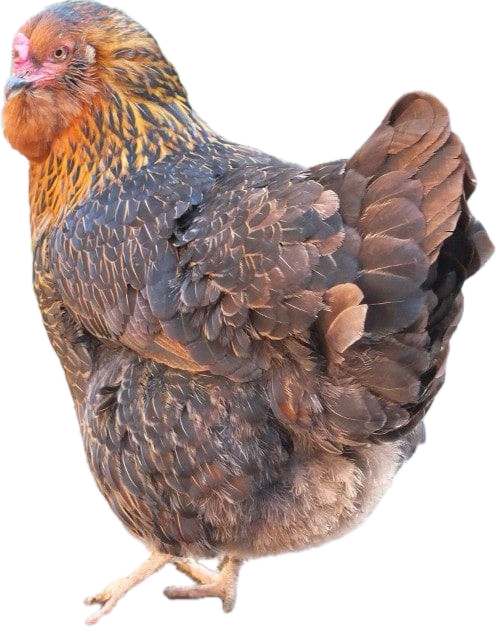 Olive Egger, 6 week old pullet 11/26 | Blue House Farm LLC Started ...